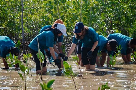 Marriott Bonvoy Launches The 10000 Mangroves For Indonesia