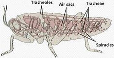 An Experiment Invovlving The Dissection Of An Insect To Idnetify Its