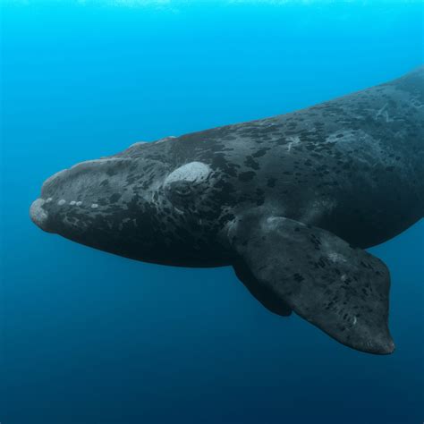 Southern Right Whale