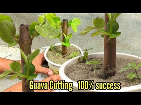 How Experiment Guava Tree From Cutting Growing Success YouTube