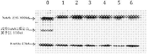 Application Of Epigallocatechin Gallate Eureka Patsnap