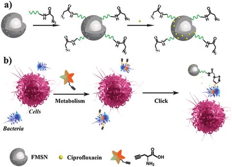 Scheme 1 A Functionalization Protocol Of Fmsn And Drug Loading B