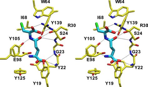 Stereo Diagram Of The Proposed Substrate Binding Interactions The Download Scientific Diagram