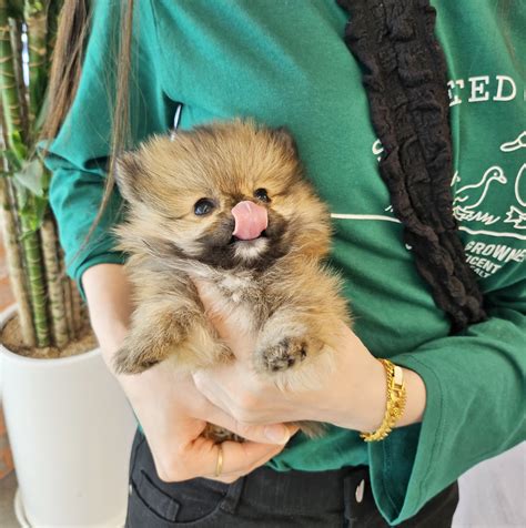 세이블포메 분양 피카츄 포메라니안분양 분양중인 포메라니안 아가댕