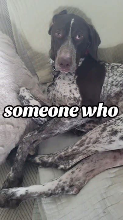 Someone Who German Shorthaired Pointer Gsp 🤔😳🐶new Shorts Ytshorts Viral Viralshorts