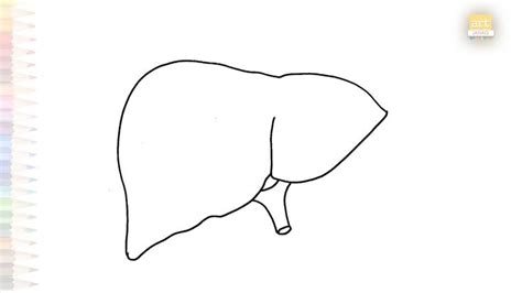 Liver Drawing Human Anatomy Drawings How To Draw Human Liver Step
