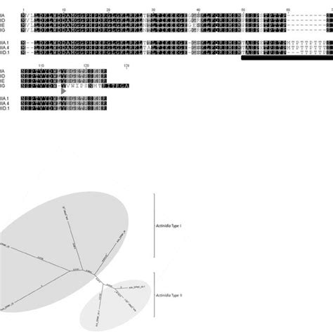 Multiple Sequence Alignment And Phylogenetic Tree Analysis Of Actinidia