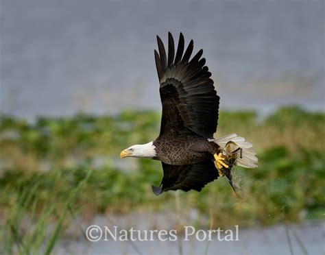 Birds Of Prey Florida Nancy Elwood