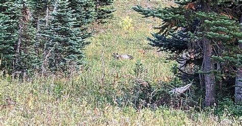 Cascade Fox Album On Imgur