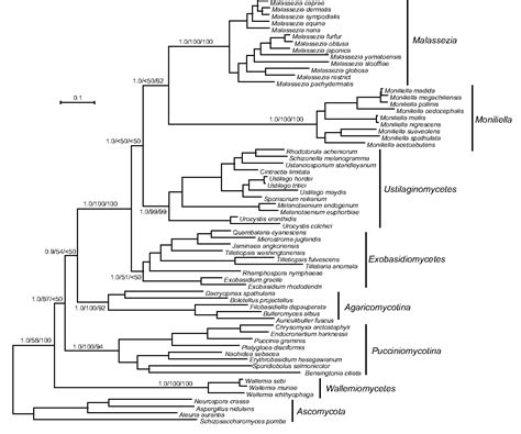 Ustilaginomycotina Semantic Scholar