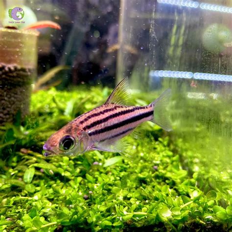 Cá Diếc Sọc Striped Barb Thủy Sinh Tím