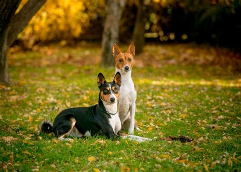 Basenji Dog Breed Profile Top Dog Tips