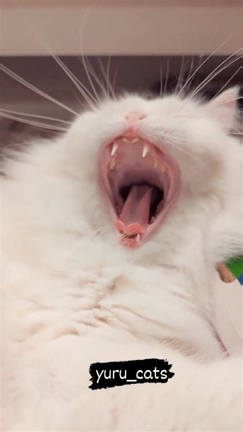 Yui And Haru Yurucats • Instagram Photos And Videos