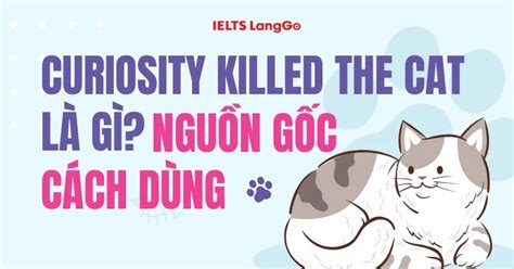 Curiosity Killed The Cat Ý Nghĩa Nguồn Gốc Và Cách Dùng