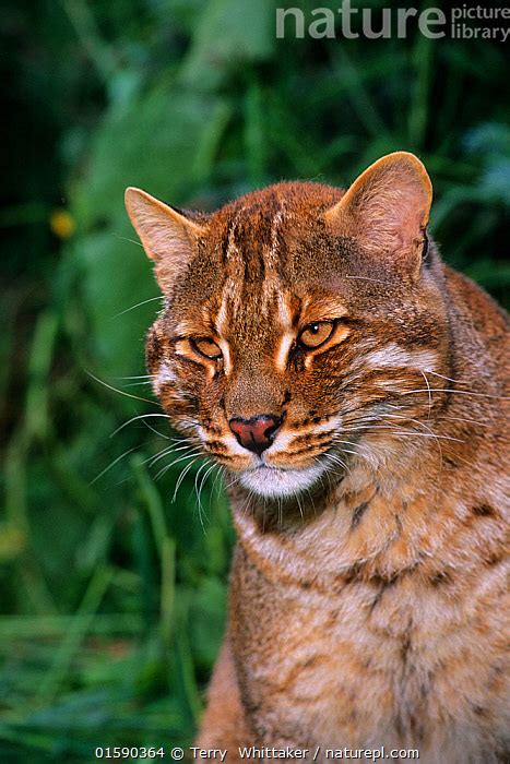 Pardofelis Temminckii