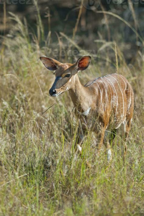 Nyala Antelope Male And Female Kruger National Park South Africa