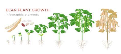 Green Bean Growth Chart Diagram Of Plant Growth Stages Vector Free