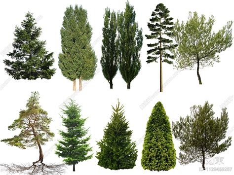 松树山松黑松雪松龙柏五针松蜀桧圆柏罗汉松psd免抠下载【id1129469287】undefined