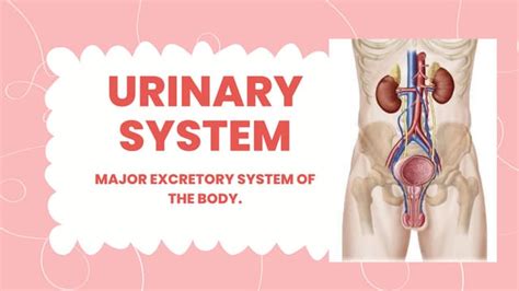 Excretory System And Urinary System With Their Functions Functions Of