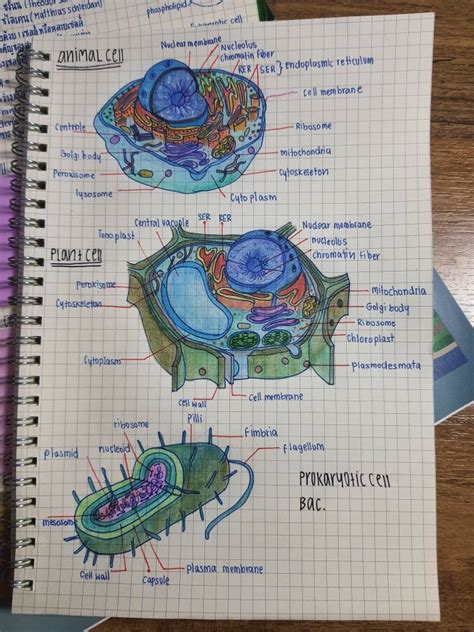 Prokaryotes Vs Eukaryotes Definition And Characteristics Artofit