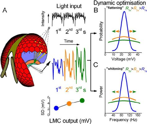 Theories Of Dynamic Optimization Of Early Neural Responses By
