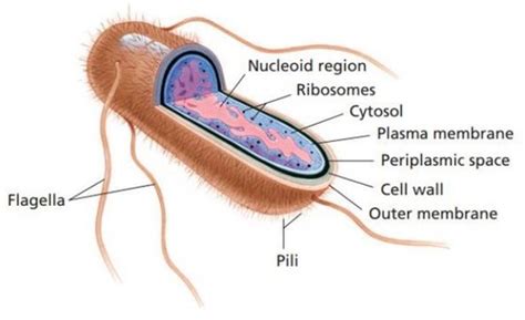 Human Biochemistry Final Sg Flashcards Quizlet