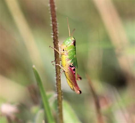 Cholsey Wildlife Grasshopper And Butterfly