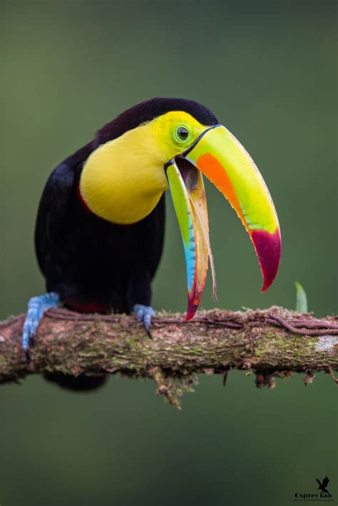 Keel Billed Toucan Wallpaper