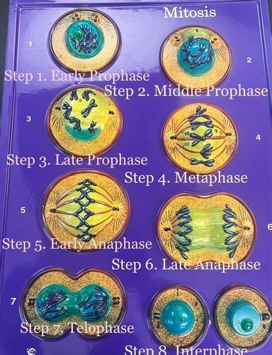 Mitosis Model Diagram Quizlet