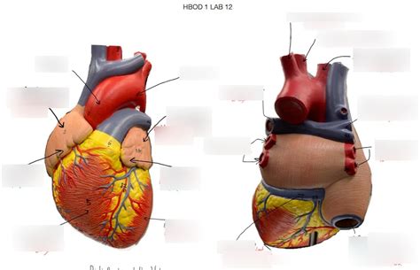 Heart Diagram Quizlet