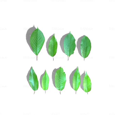 Cherry Leaves 3d Model