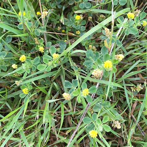 Double Birds Foot Trefoil Birdsfoot Trefoil — Gardens Weeds And Words