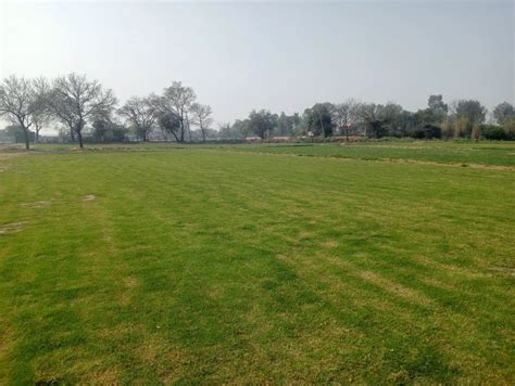 Natural Geen Barmuda Grass G2 For Outdoor At ₹ 4sq Ft In Pali Id