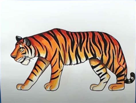 Tiger Drawing Step By Step Tutorial