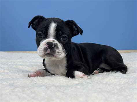 Boston Terrier Puppy Black And White Id21357 Located At Petland