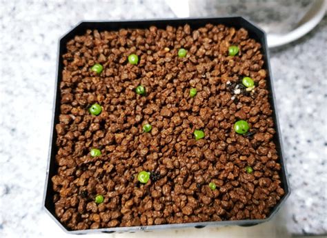 다육이 리톱스 키우기 파종 이후 이끼로 인하여 이식하였어요 네이버 블로그