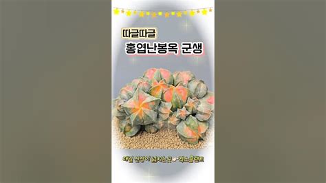 홍엽난봉옥 난봉옥 선인장 Cactus 다육이 다육식물 군생다육 예쁜다육 희귀다육 실내식물 인테리어식물 인기다육 명품다육 초보다육이