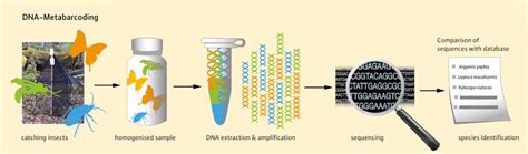 Metabarcoding A Modern Method For Biodiversity Research In The Forest Waldwissen Net