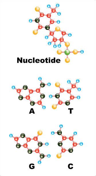 Best Nucleotide Illustrations Royalty Free Vector Graphics And Clip Art