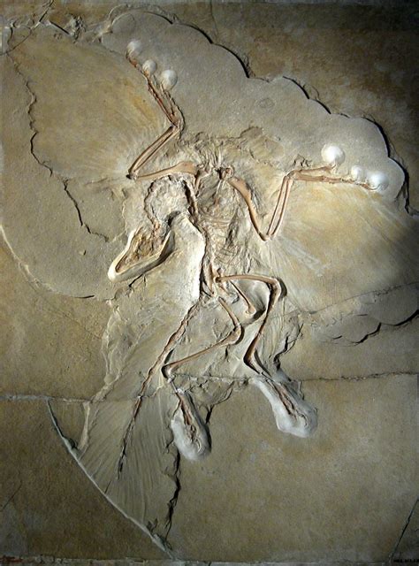 Archaeopteryx Wikipedia