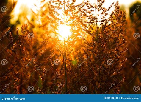 Natural Moody Sunset With Sunligts Through Grass In The Summer Meadow