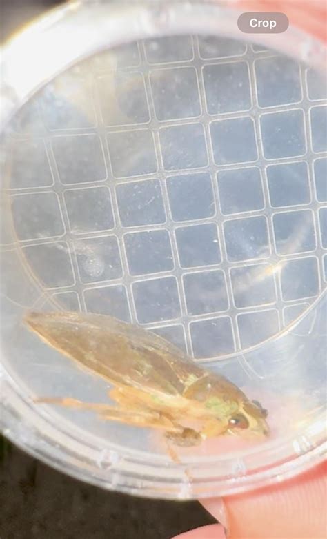 Giant Water Bug Toe Biter Nymph R Whatsthisbug