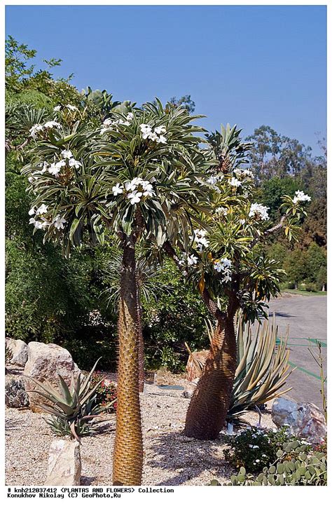 Pachypodium Lamerei Madagascar Palm Succulents And Sunshine Artofit