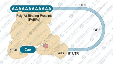 Mrna 3poly A 加尾分析 Mrna 3修饰分析 核苷酸3末端加尾鉴定 核苷酸poly A 加尾分析 百泰派克生物科技
