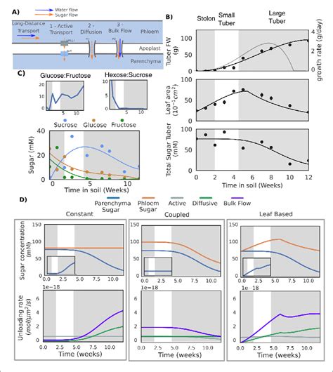Sucrose Unloading Under Different Physiological Conditions In Stolon