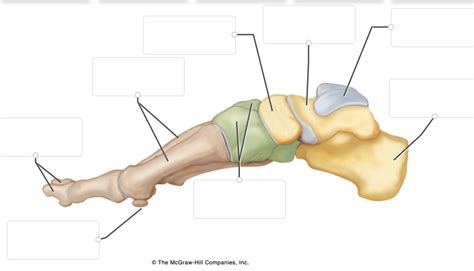 Bone Identification 23 Diagram Quizlet