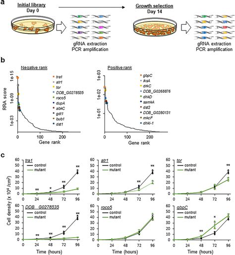Genetic Screening Using The Kinase Sgrna Library And Genetic Validation Download Scientific