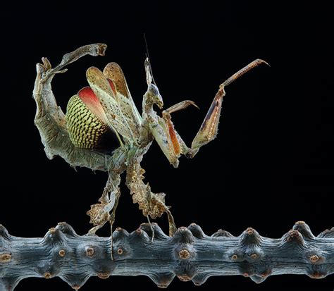 Peruvian Dragon Mantis Stenophylla Lobivertex Photos Photographers