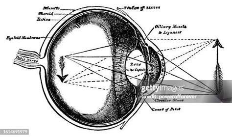 Axis Anatomy Photos And Premium High Res Pictures Getty Images