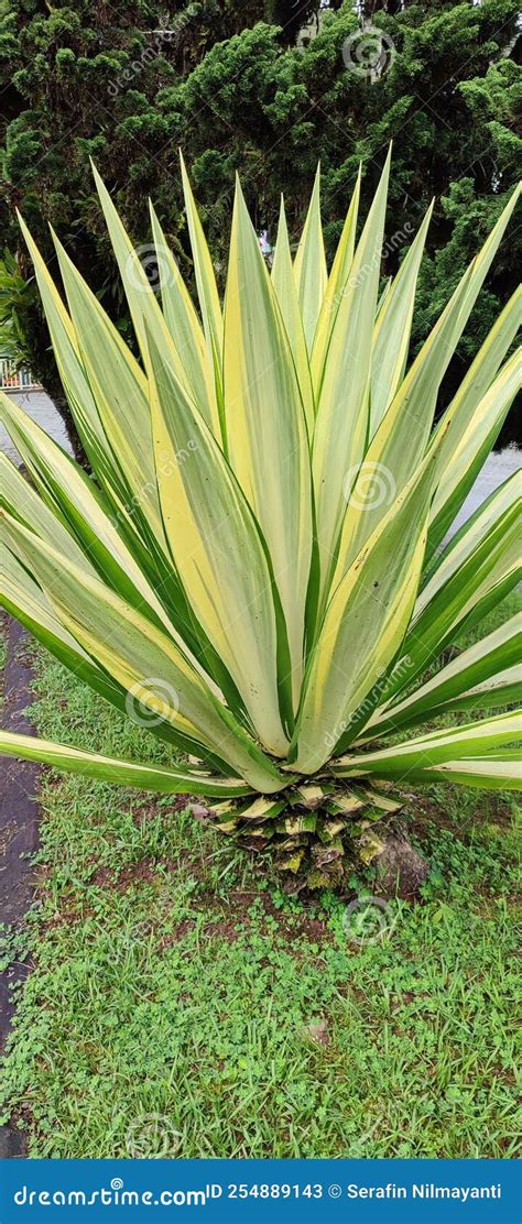 Agave Plant Or Furcraea Foetida In The Garden Stock Image Image Of